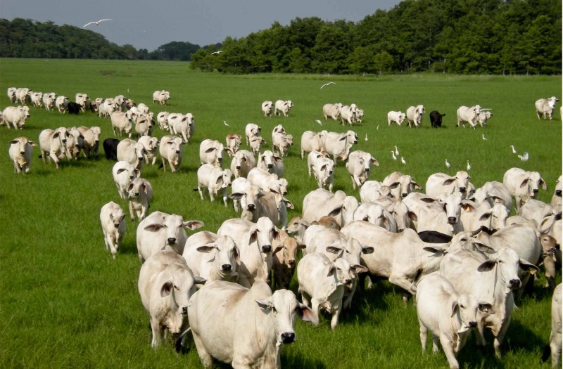 Kempfer Cattle Company | Focus on producing beef.