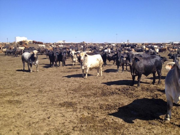 Kempfer Cattle Company | Focus on producing beef.